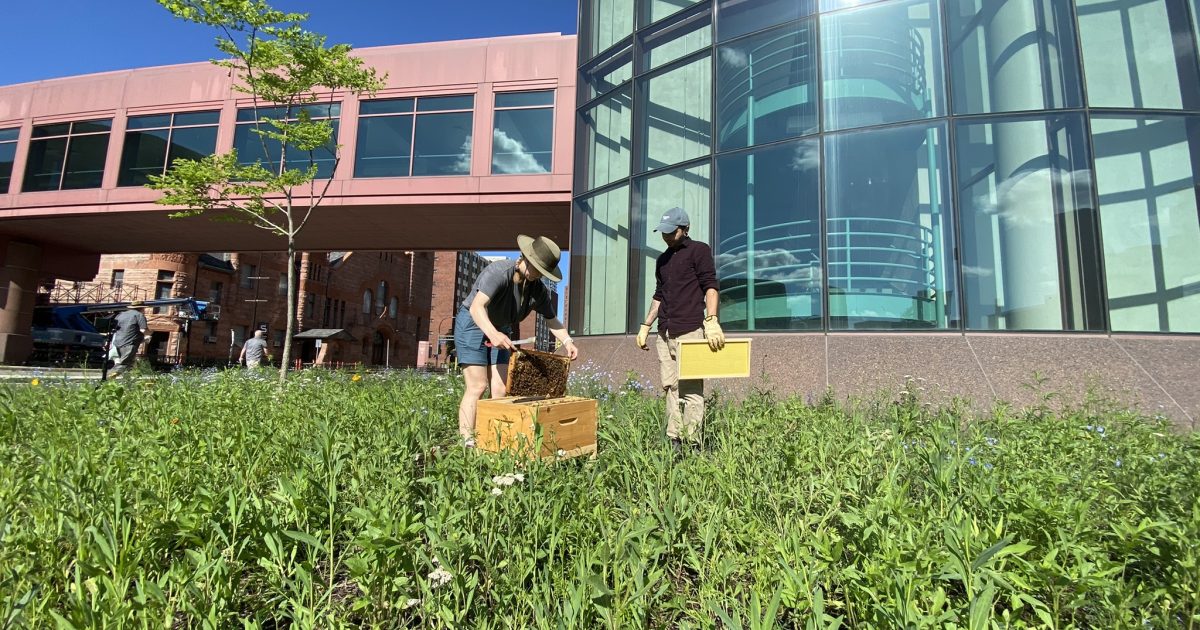 Honeybees on the Plaza | Meet Minneapolis