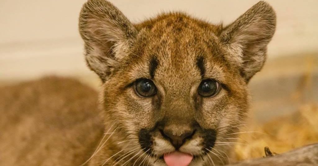 MN Zoo takes in orphaned puma kittens | Meet Minneapolis