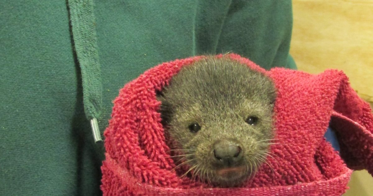 Minnesota Zoo Announces First Binturong Cub Birth in 35 Years | Meet ...